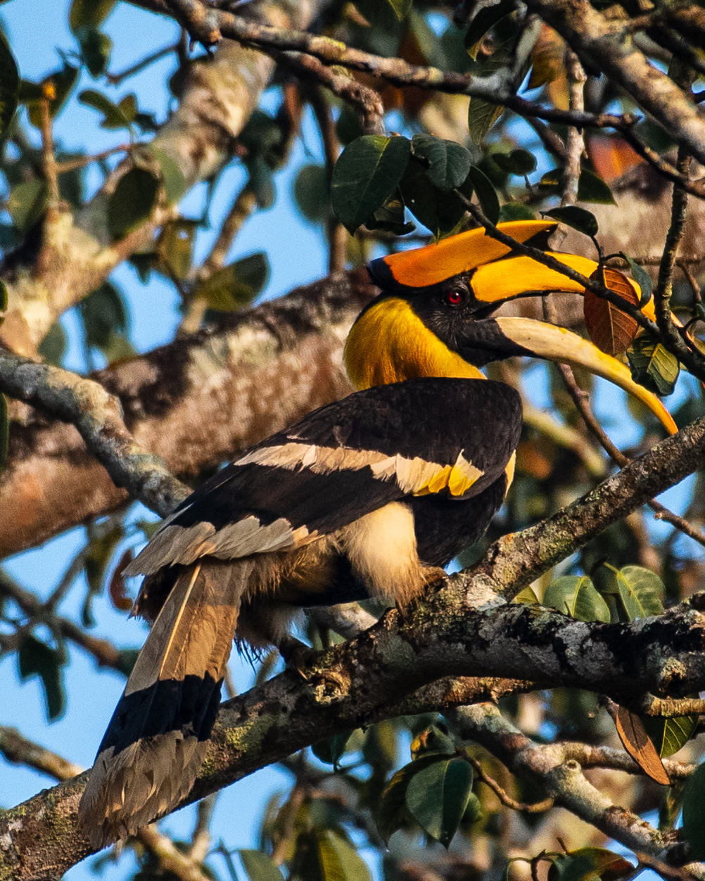In Pics: Five Birds of the Western Ghats - Navin's Works